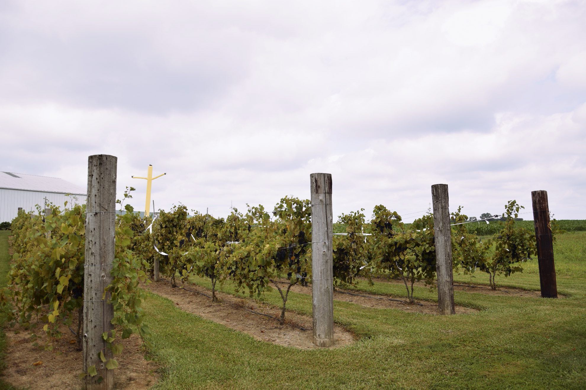 Vineyard at Evergreen Farm